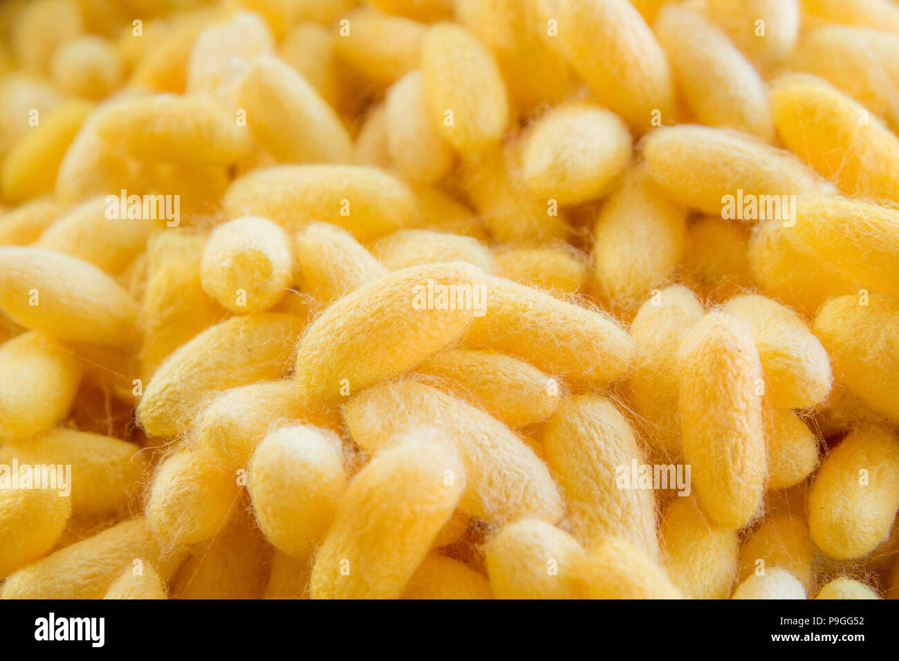 Yellow silkworm cocoon shell through the Silk Route Stock Photo - Alamy
