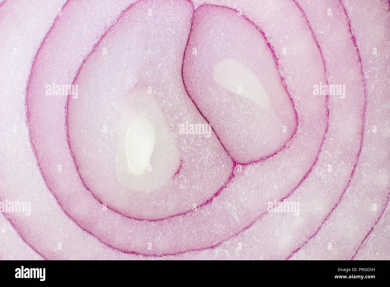 Cross section onion root hi-res stock photography and images - Alamy