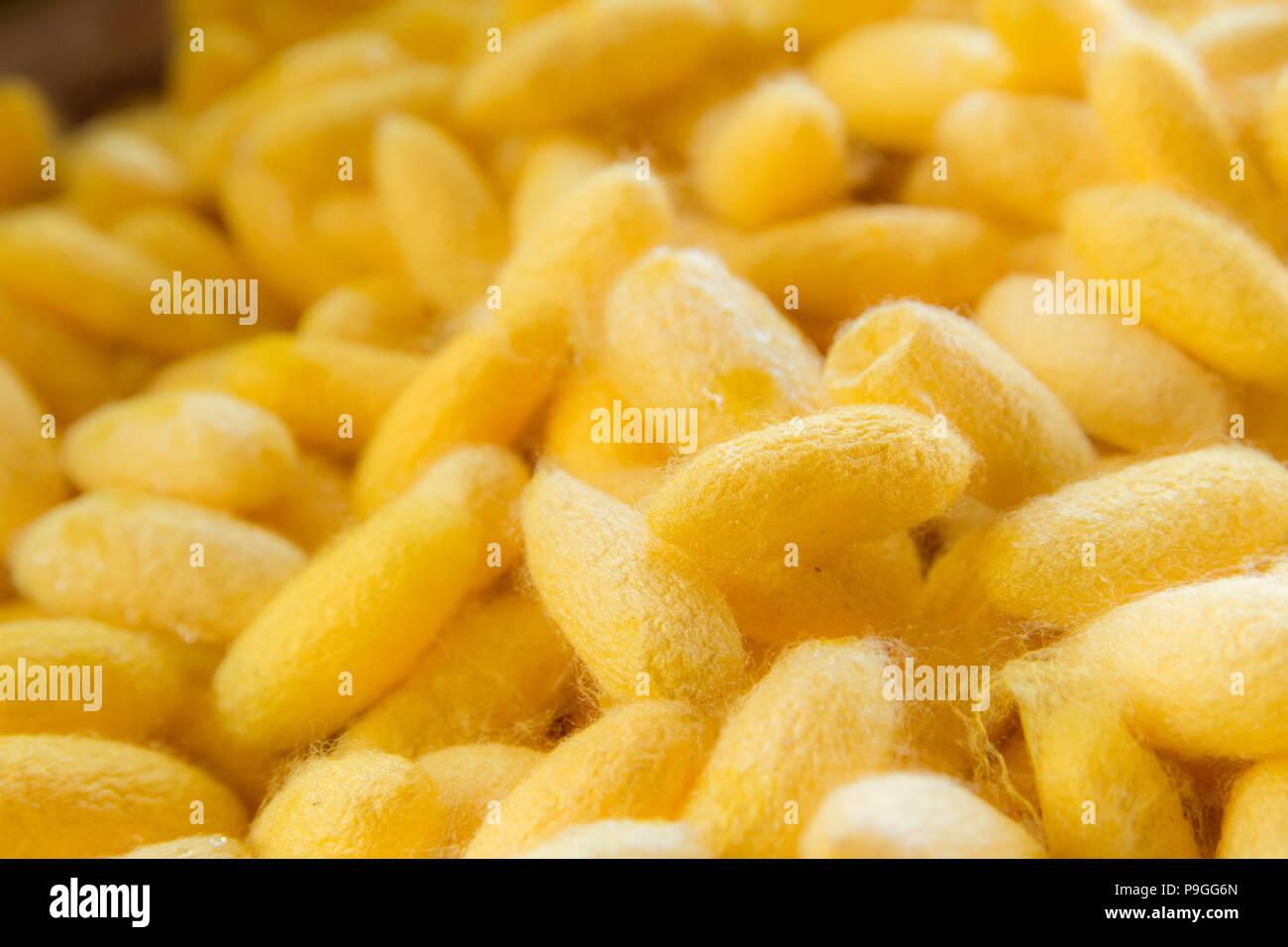 Yellow silkworm cocoon shell through the Silk Route Stock Photo - Alamy