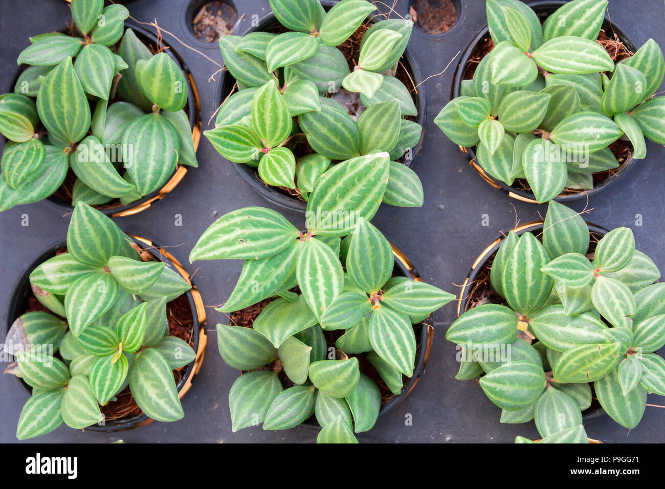 Tree nursery china hi-res stock photography and images - Alamy