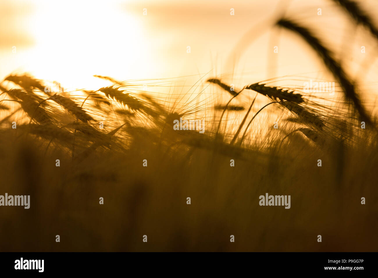 Golden farm sunset hi-res stock photography and images - Alamy
