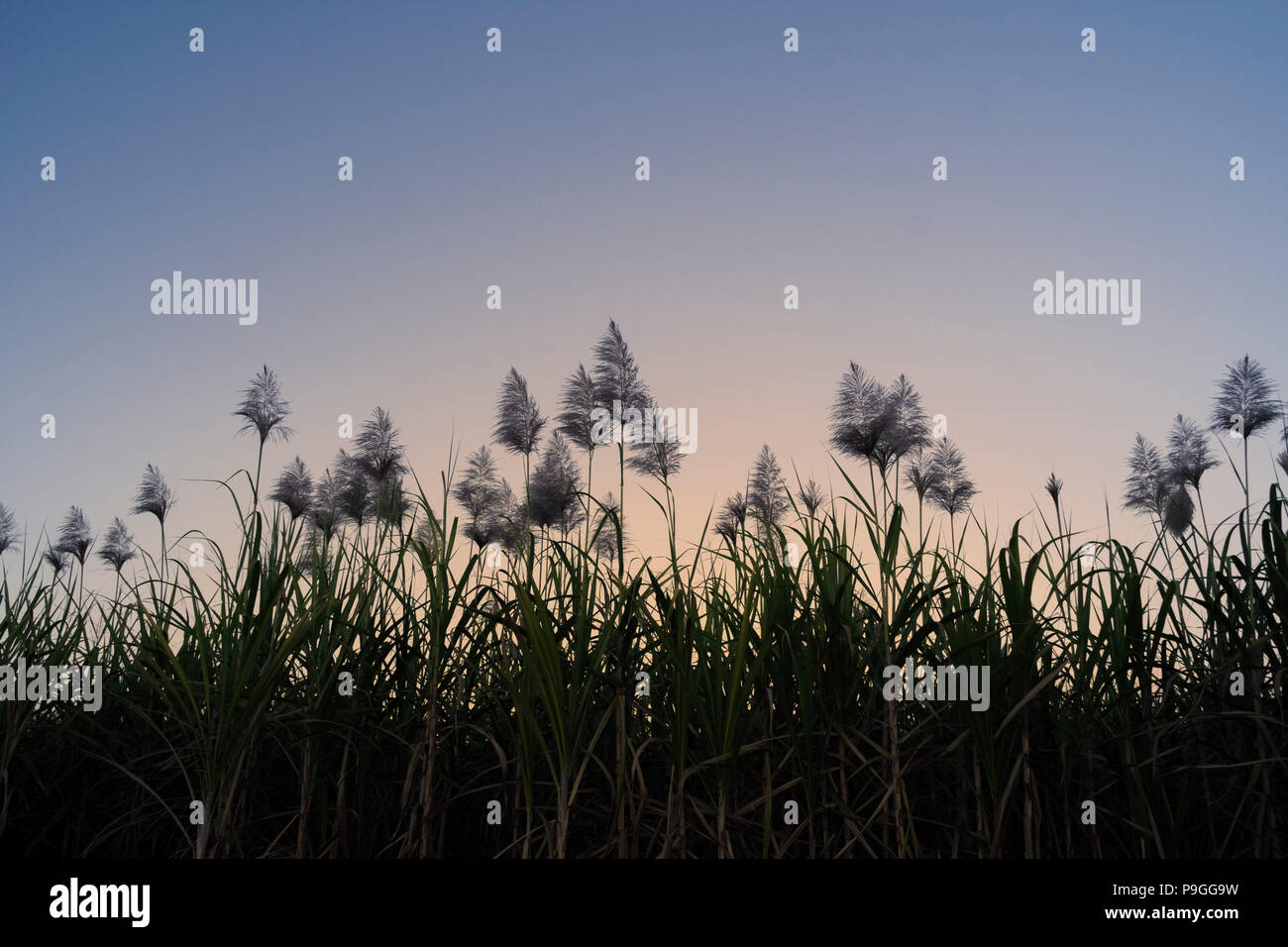 sugar cane fields flower at sunny sunset Stock Photo - Alamy