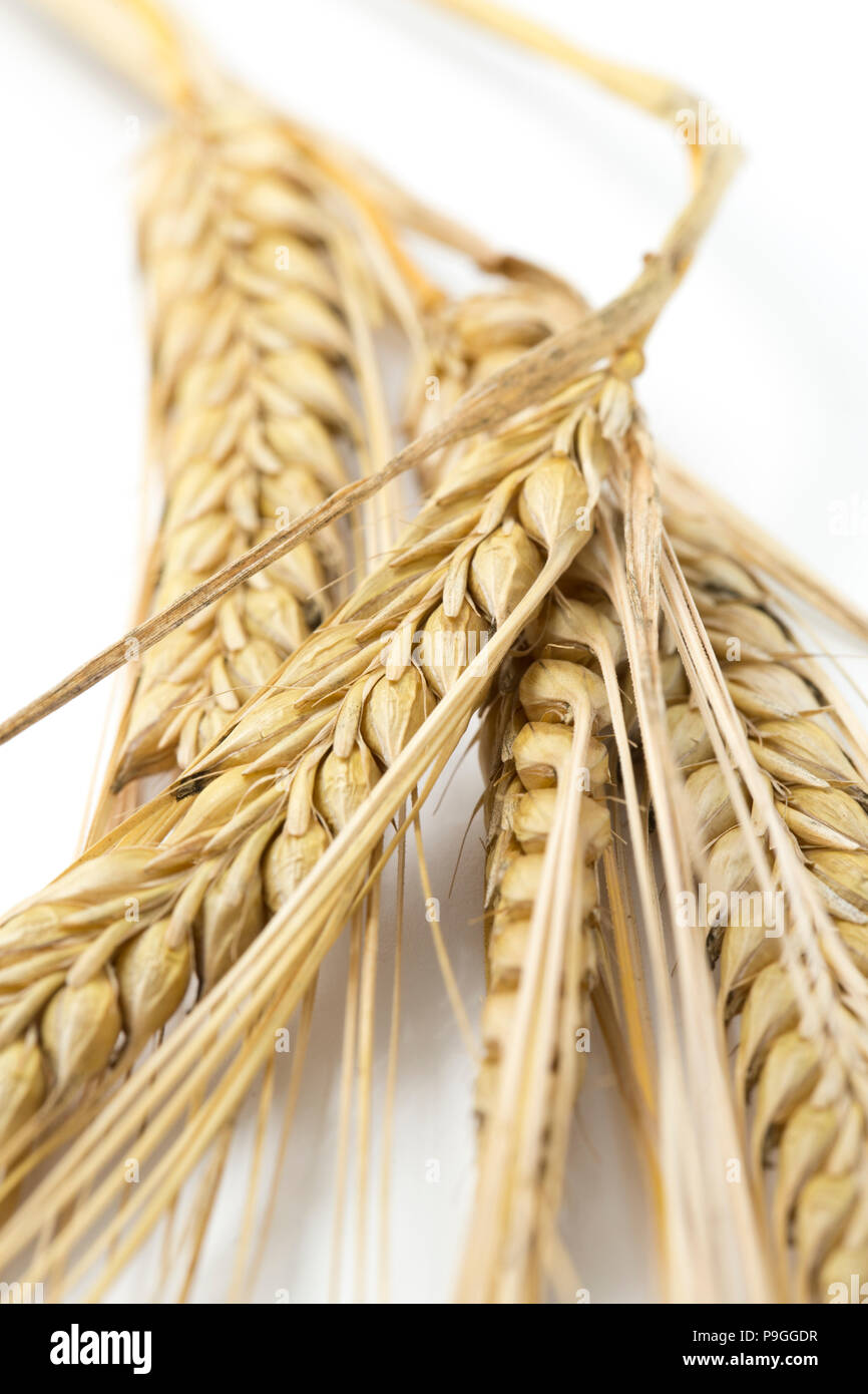 Barley Ear Stock Photos & Barley Ear Stock Images - Alamy