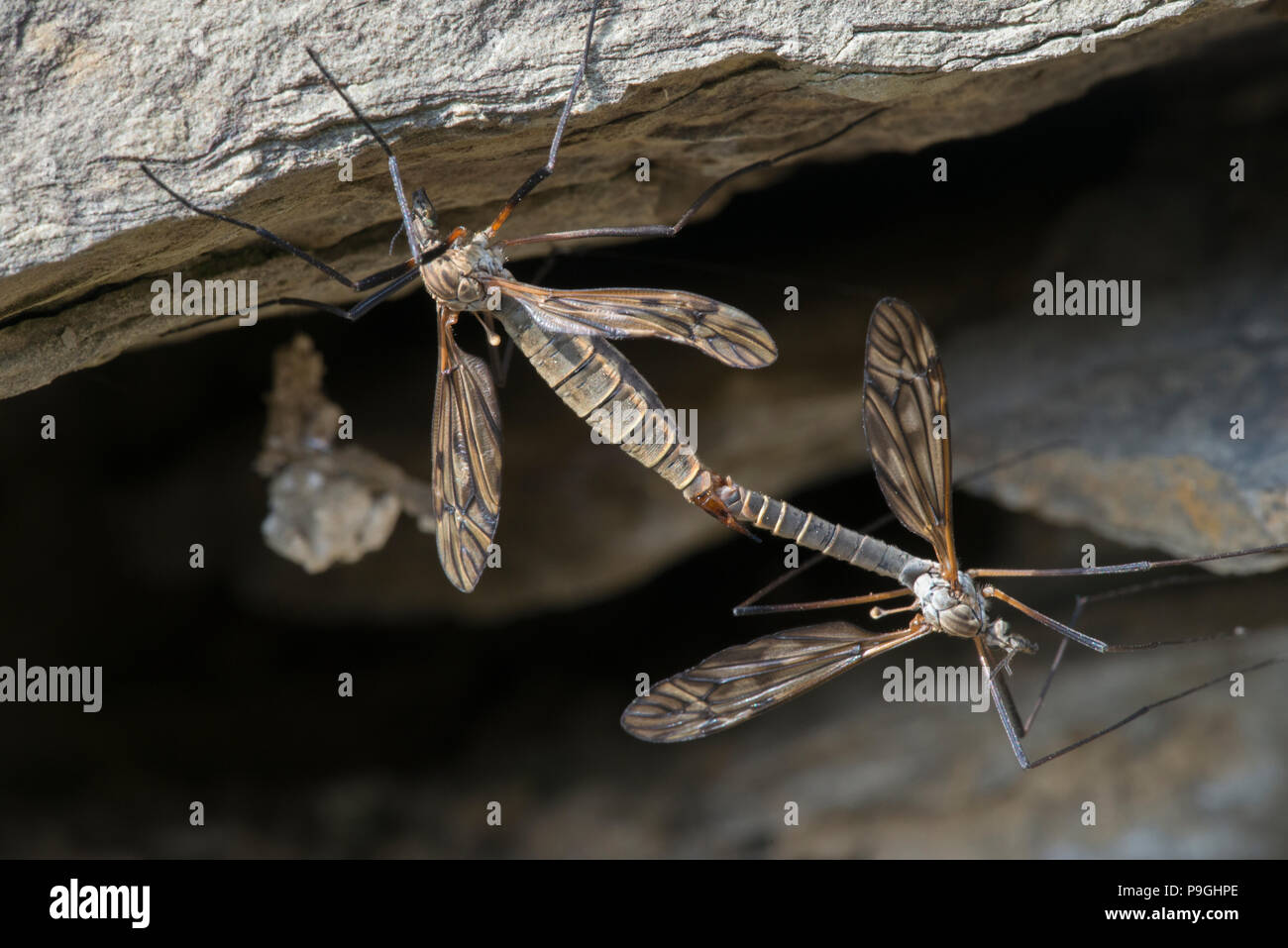 Crane Fly (Tipula vittata), mating pair Stock Photo - Alamy