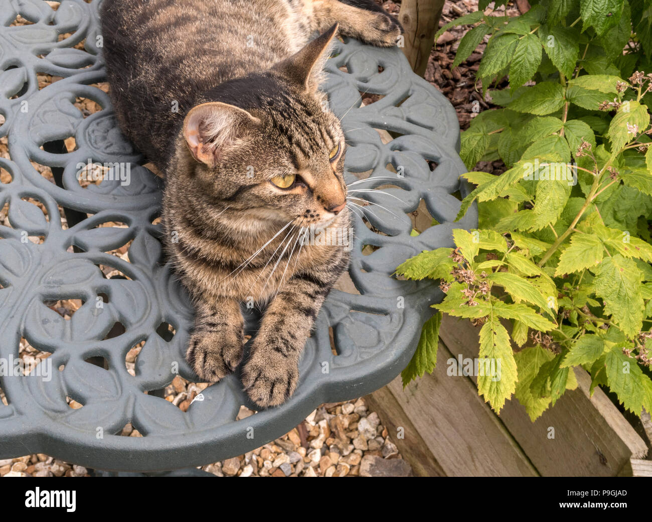 Tabby cat (Bengal cat) lying on a green metal garden table beside ...