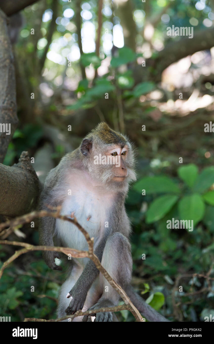 Little grey monkey in a forest Stock Photo - Alamy