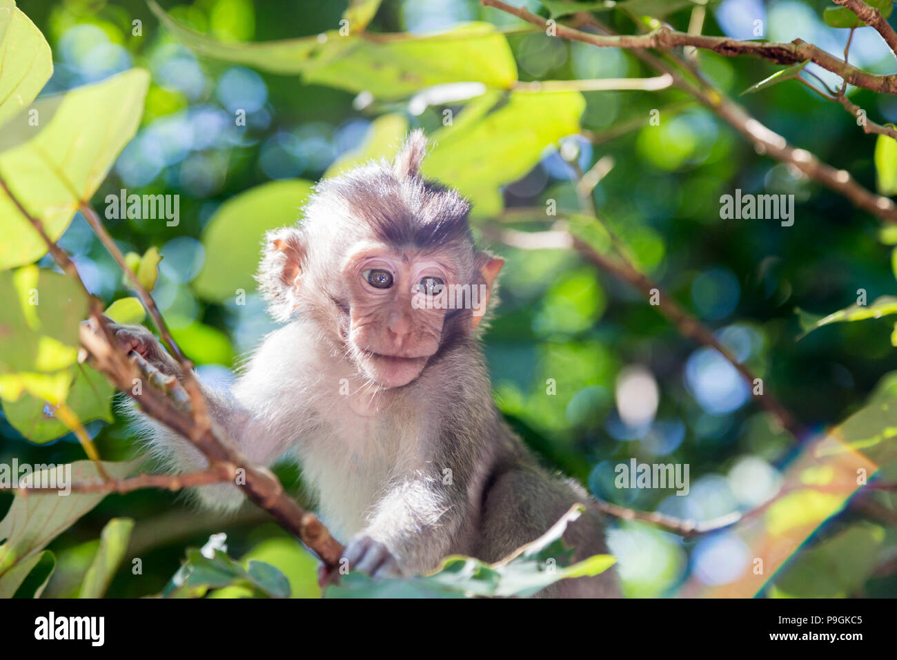 Little grey monkey in a forest Stock Photo - Alamy