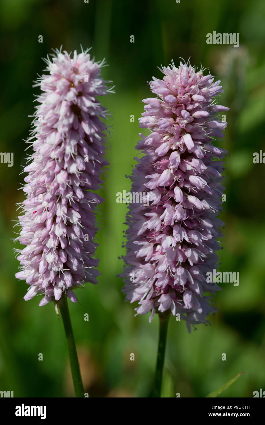 Common Bistort (Perfscaria bistorta), flower detail Stock Photo - Alamy