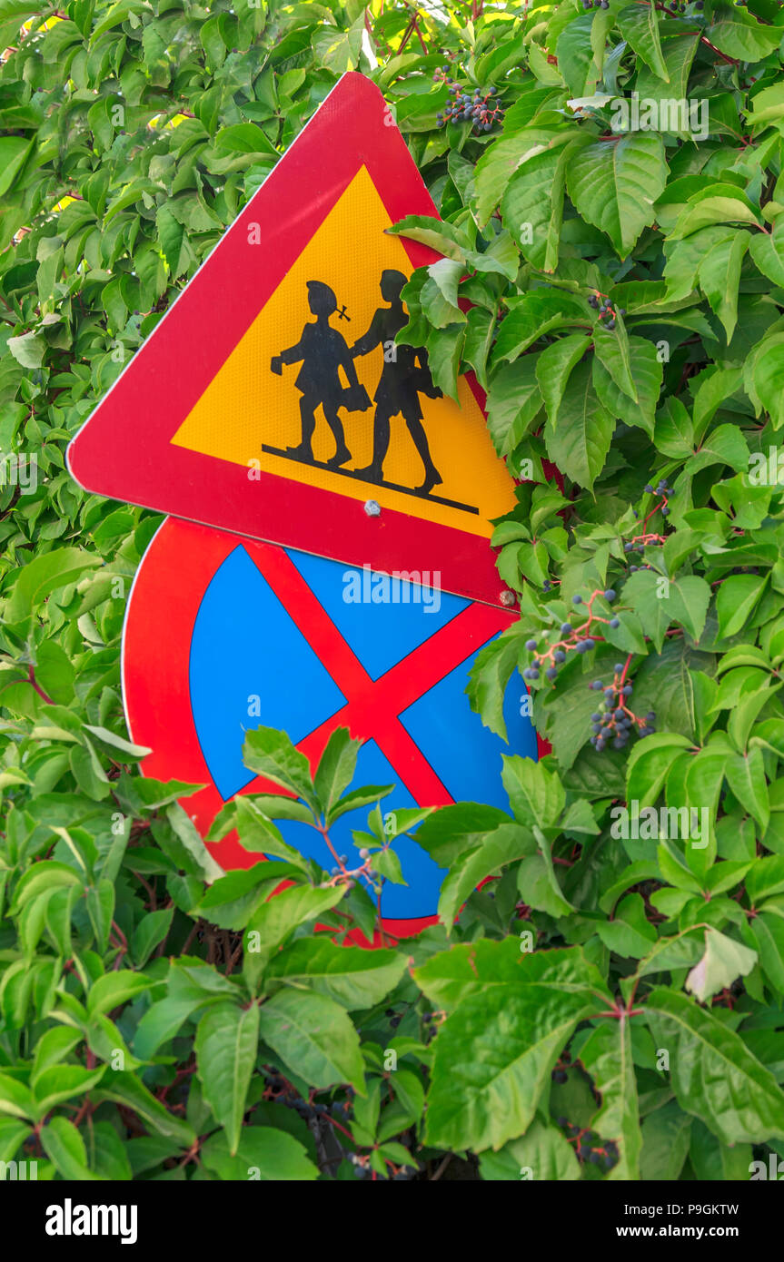 Traffic sign covered with nature overgrown ivy leaf vegetation ...