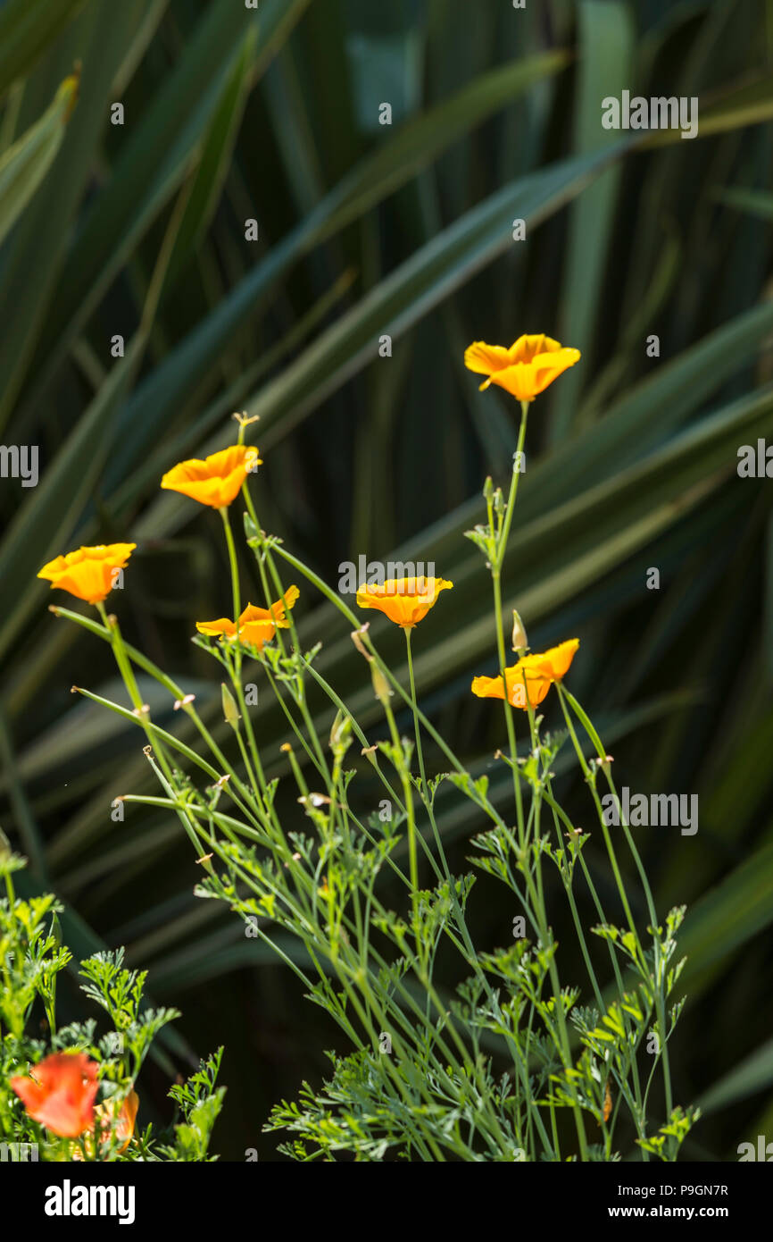 Californian poppy Mission Bells, california, Eschscholzia californica ...