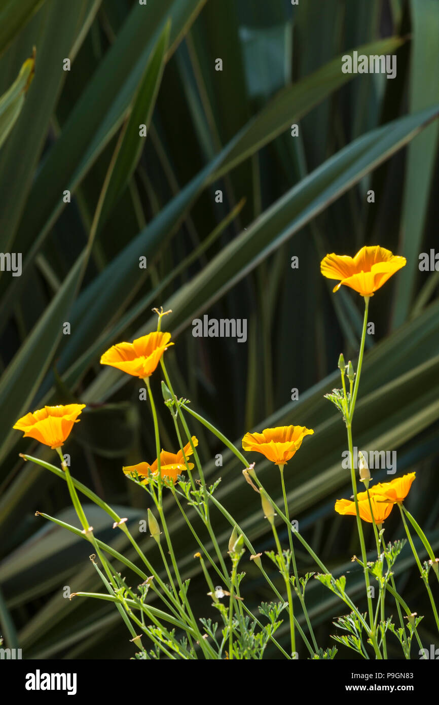 Californian poppy Mission Bells, california, Eschscholzia californica ...