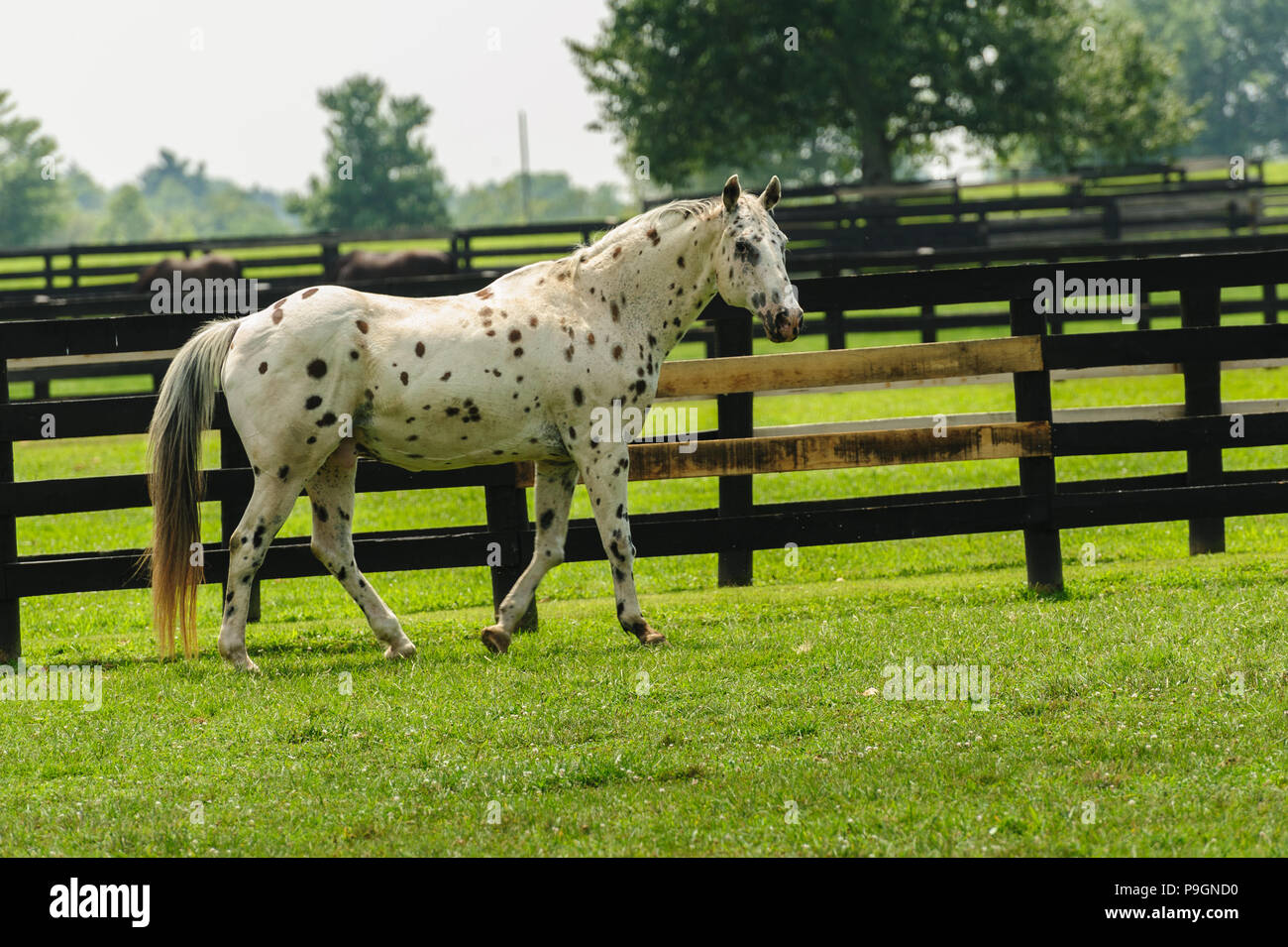 Spotted horse hi-res stock photography and images - Alamy