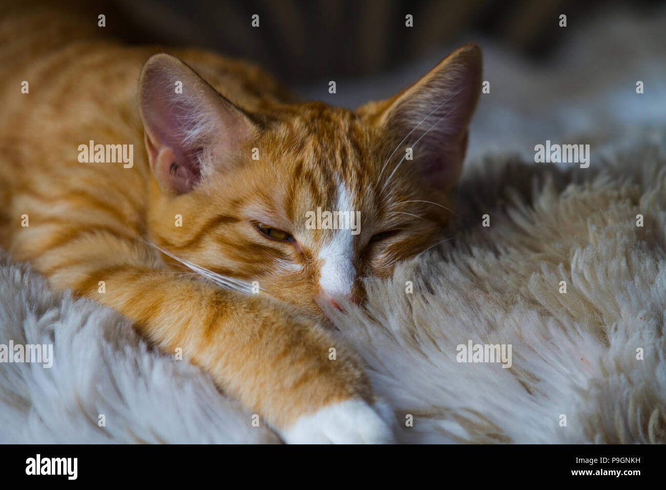 Pretty Tabby kitten, sleeping on chair, close up Stock Photo - Alamy