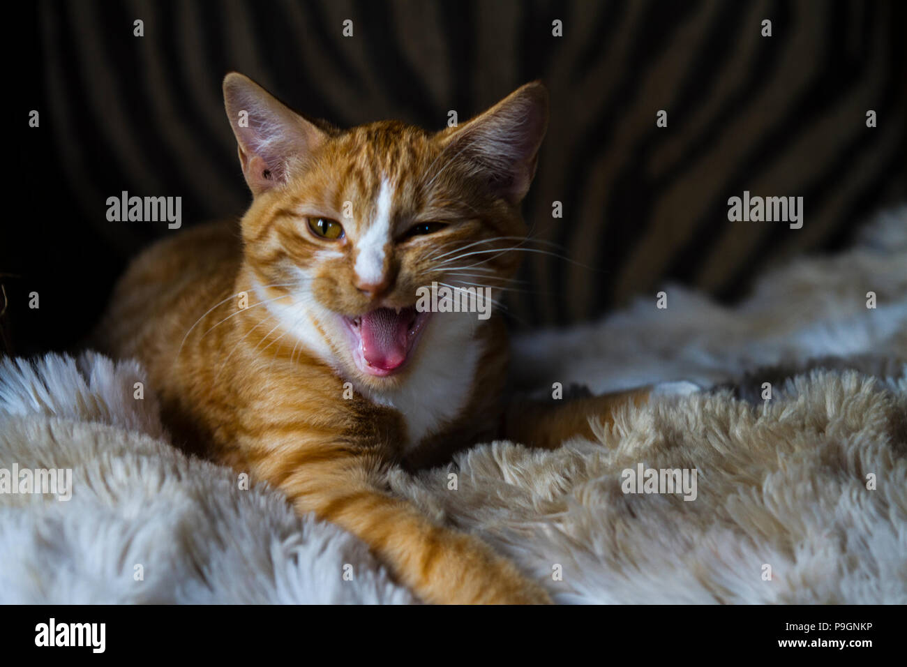 Pretty Tabby kitten, yawmig and sitting on chair Stock Photo - Alamy