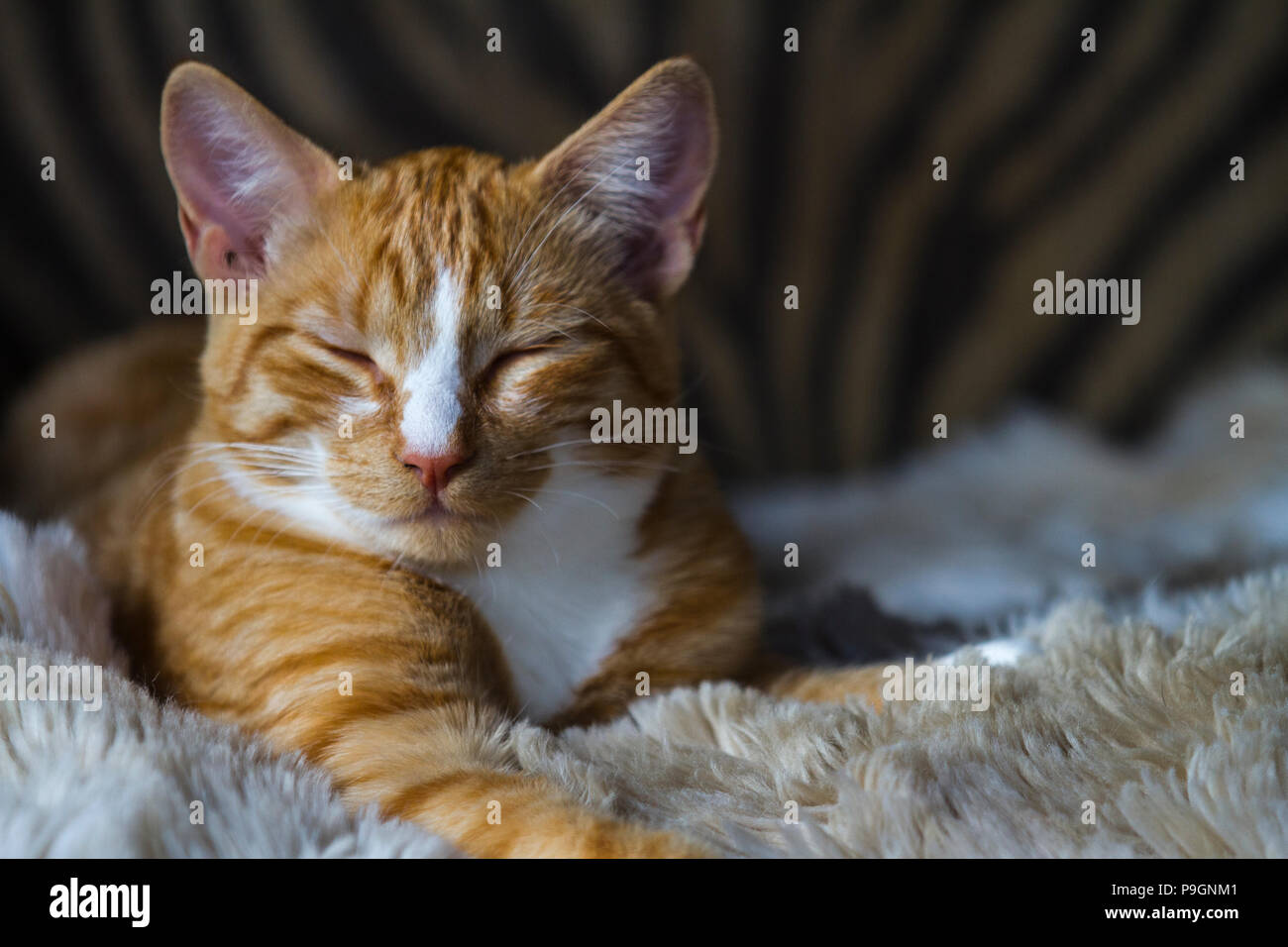 Pretty Tabby kitten, sleeping on chair, close up Stock Photo - Alamy