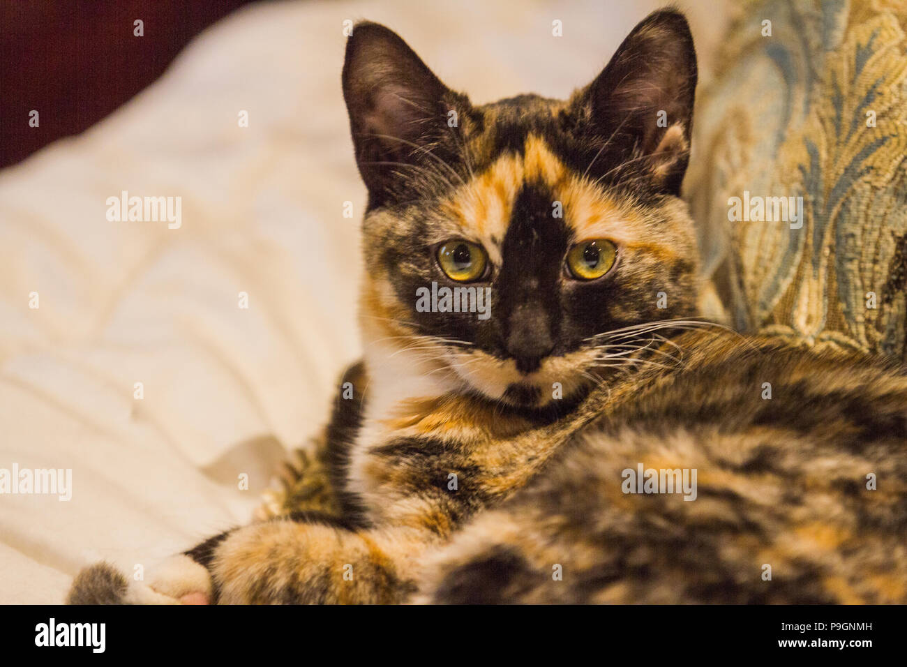 Calico on her bed hi-res stock photography and images - Alamy