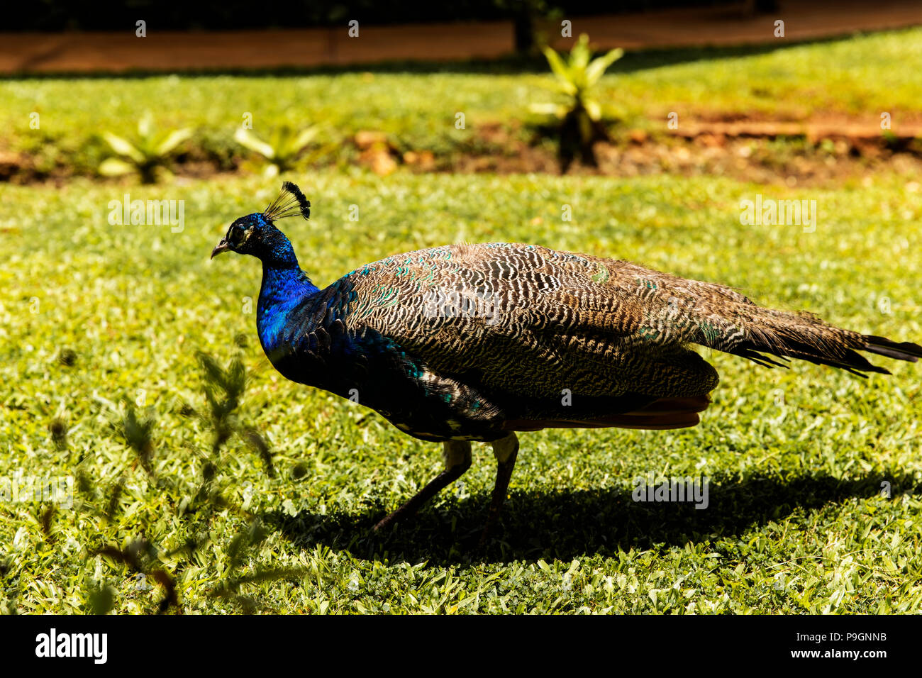 Beautiful Peacock Bird Stock Photo - Alamy
