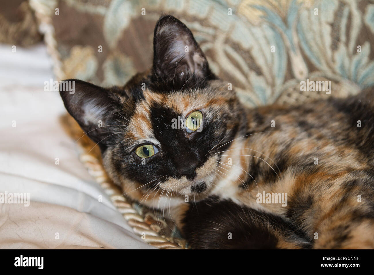 Calico on her bed hi-res stock photography and images - Alamy