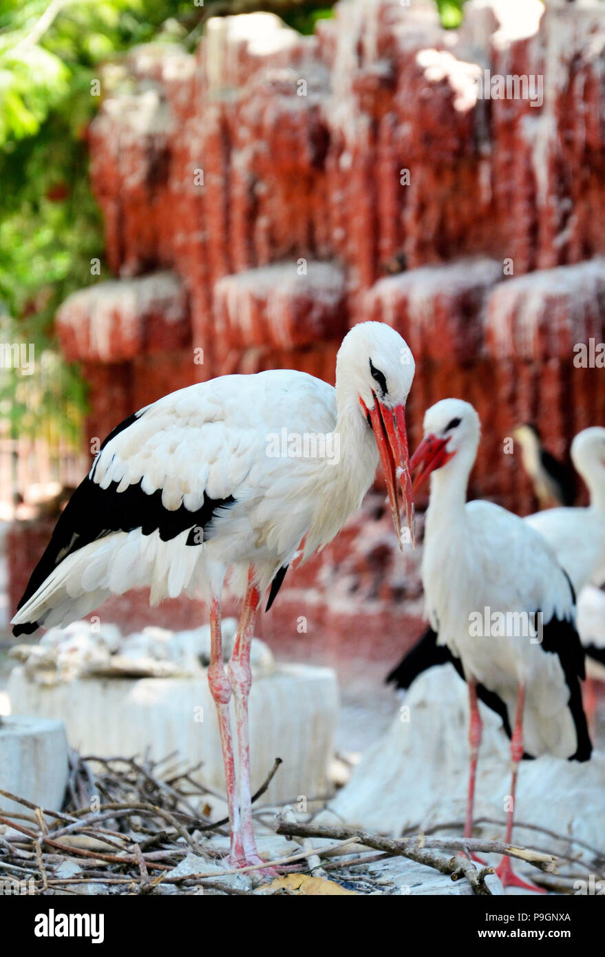 Storks standing in the Zoo Stock Photo - Alamy