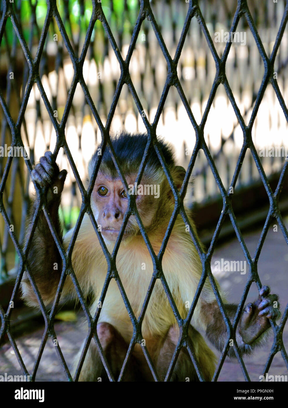 Monkey inside a cage Stock Photo - Alamy