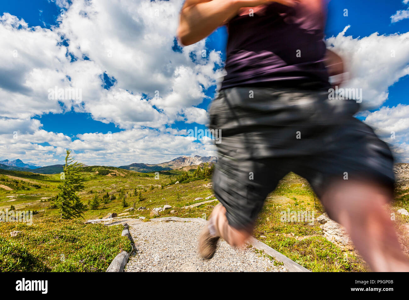 A trail runner runs in the mountains above Sunshine Meadows in Banff ...