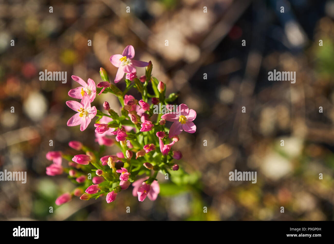 Common centaury wildflower hi-res stock photography and images - Alamy