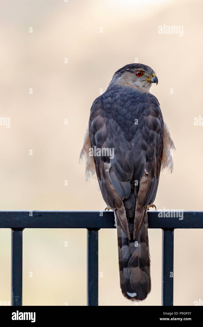 Red tail hawk sitting on a fence Stock Photo - Alamy