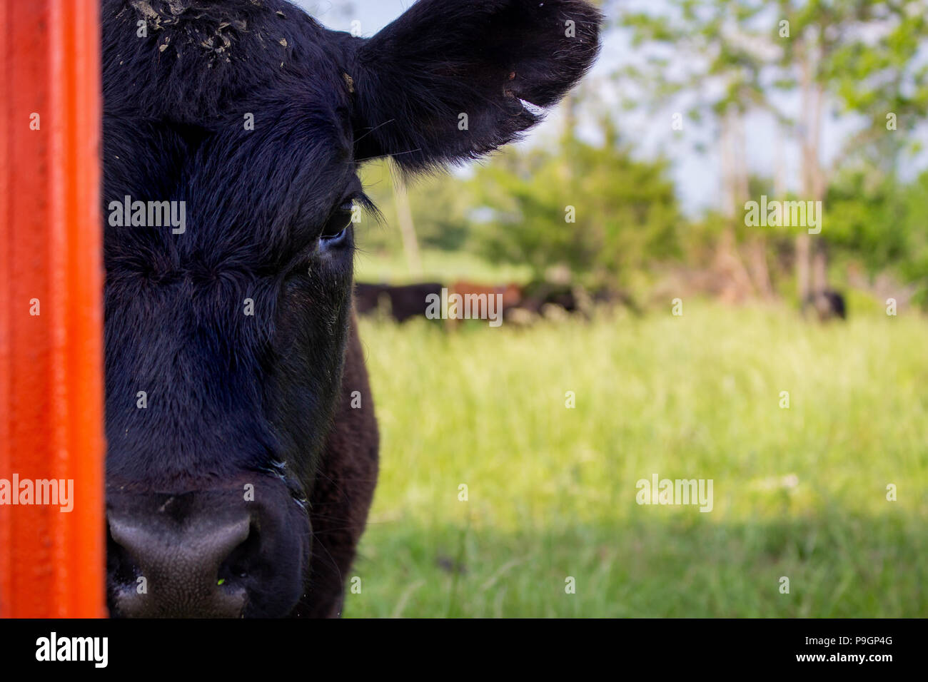 Portrait of a black cow Stock Photo - Alamy