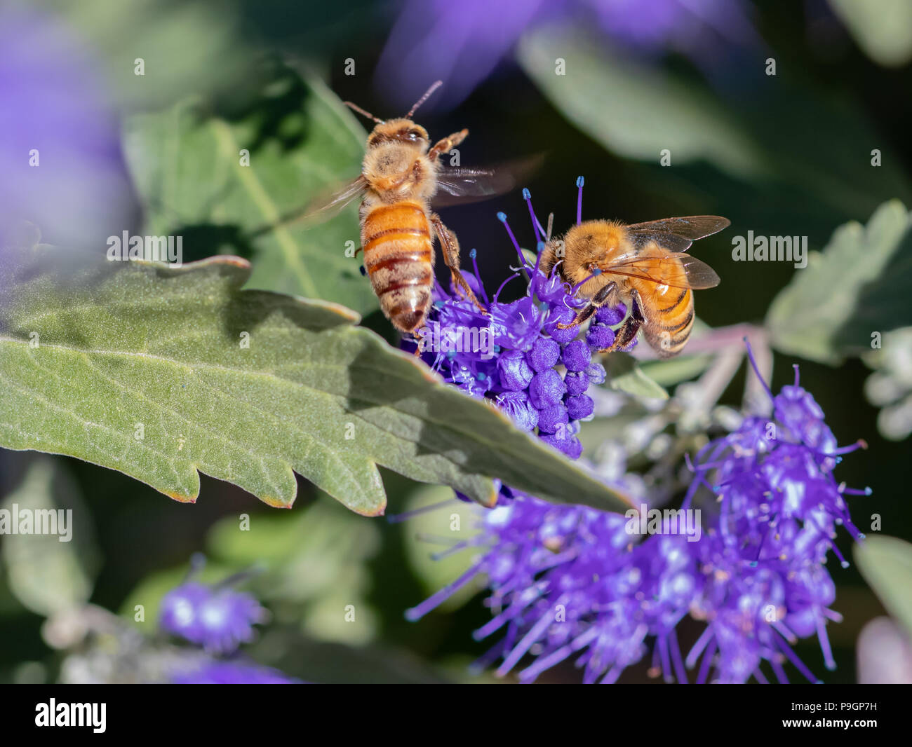 Honey Bees On Purple Flowers