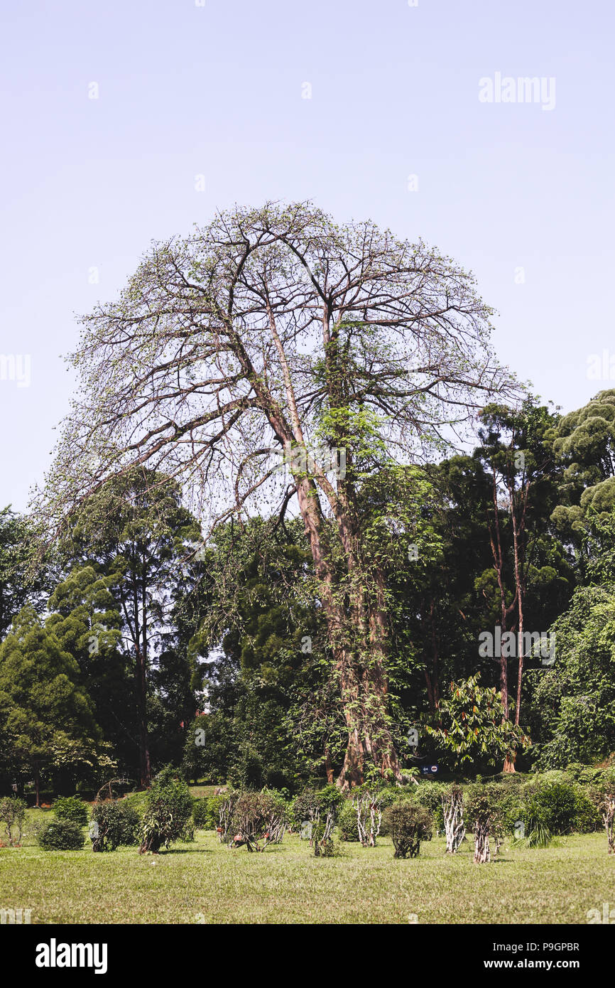 Trees of Kebun Raya Bogor Indonesia Stock Photo - Alamy