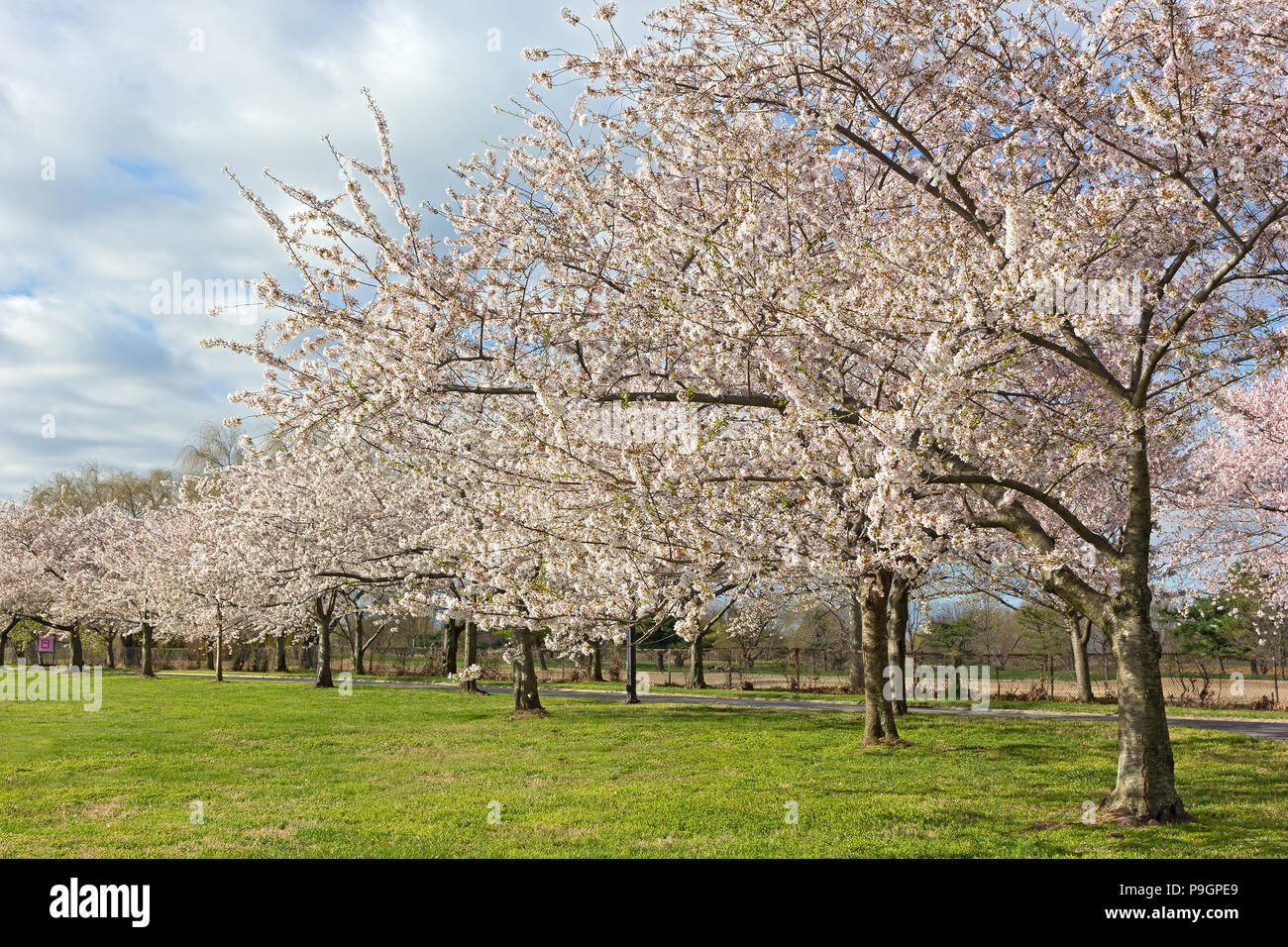 Young cherry trees in full bloom at East Potomac Park of Washington DC ...