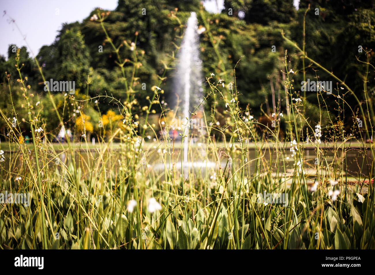 Kebun Raya Bogor High Resolution Stock Photography and Images - Alamy