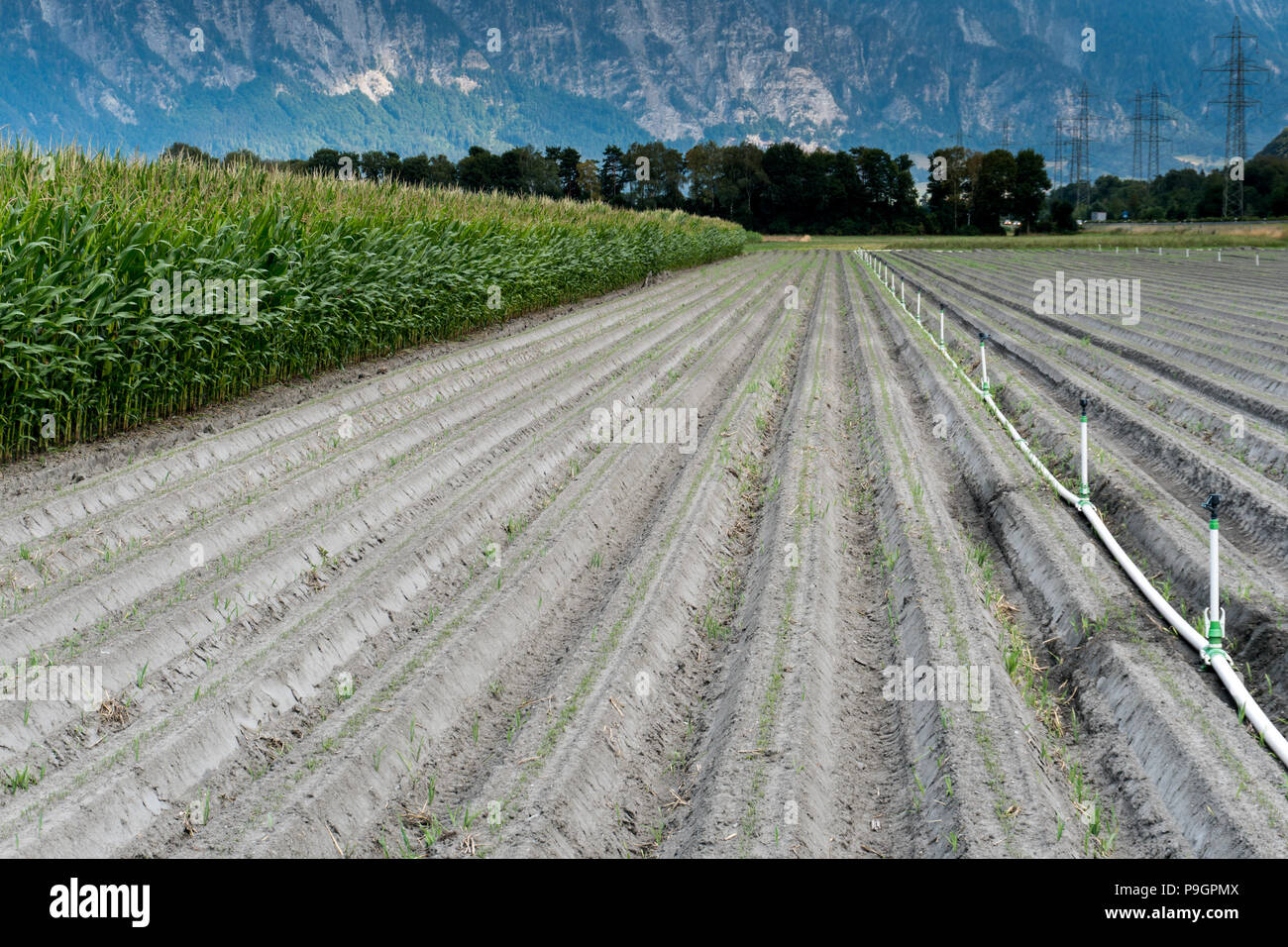 dry farm fields with an irrigation system and a corn field beside Stock ...