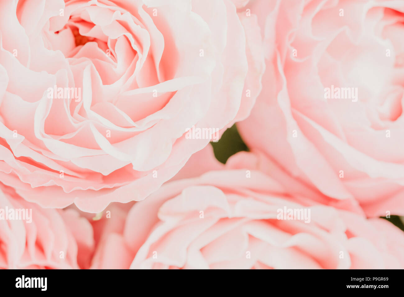 Pink roses macro background. Soft focus. The concept of wedding and ...