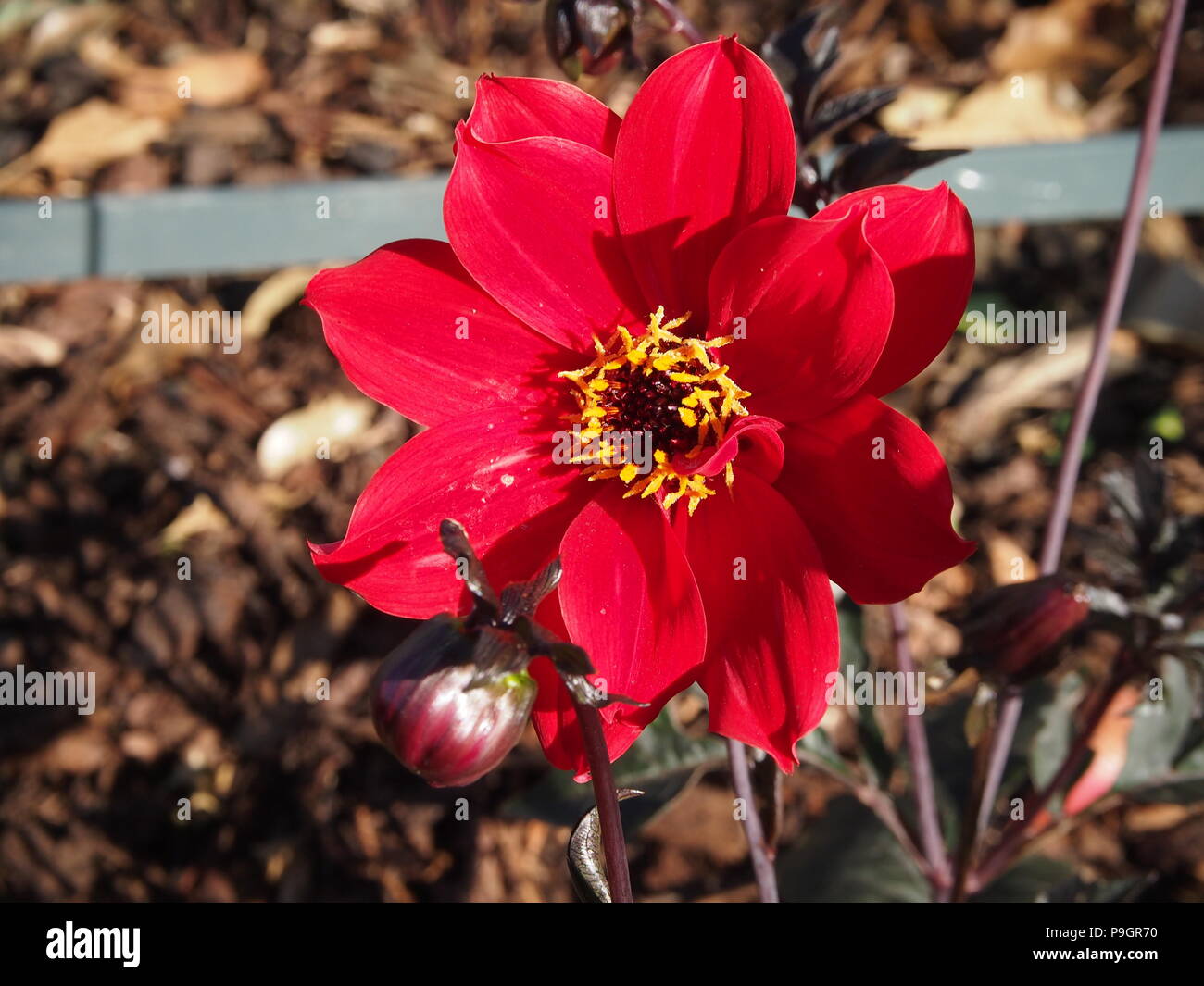 Red dahlia flower fully open Stock Photo - Alamy