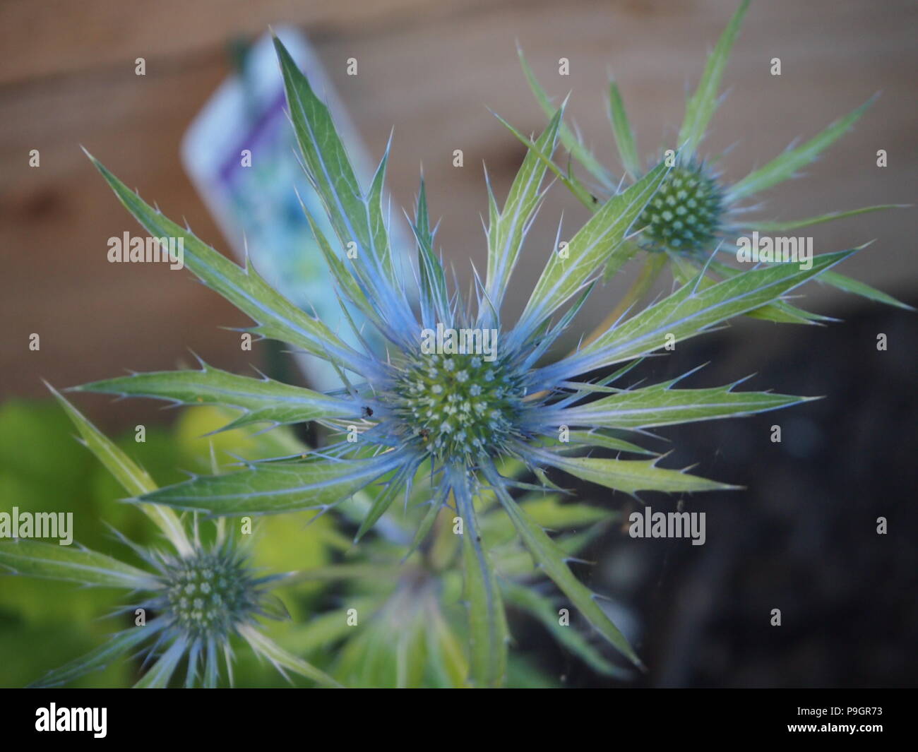 Blue Sea Holly High Resolution Stock Photography and Images - Alamy