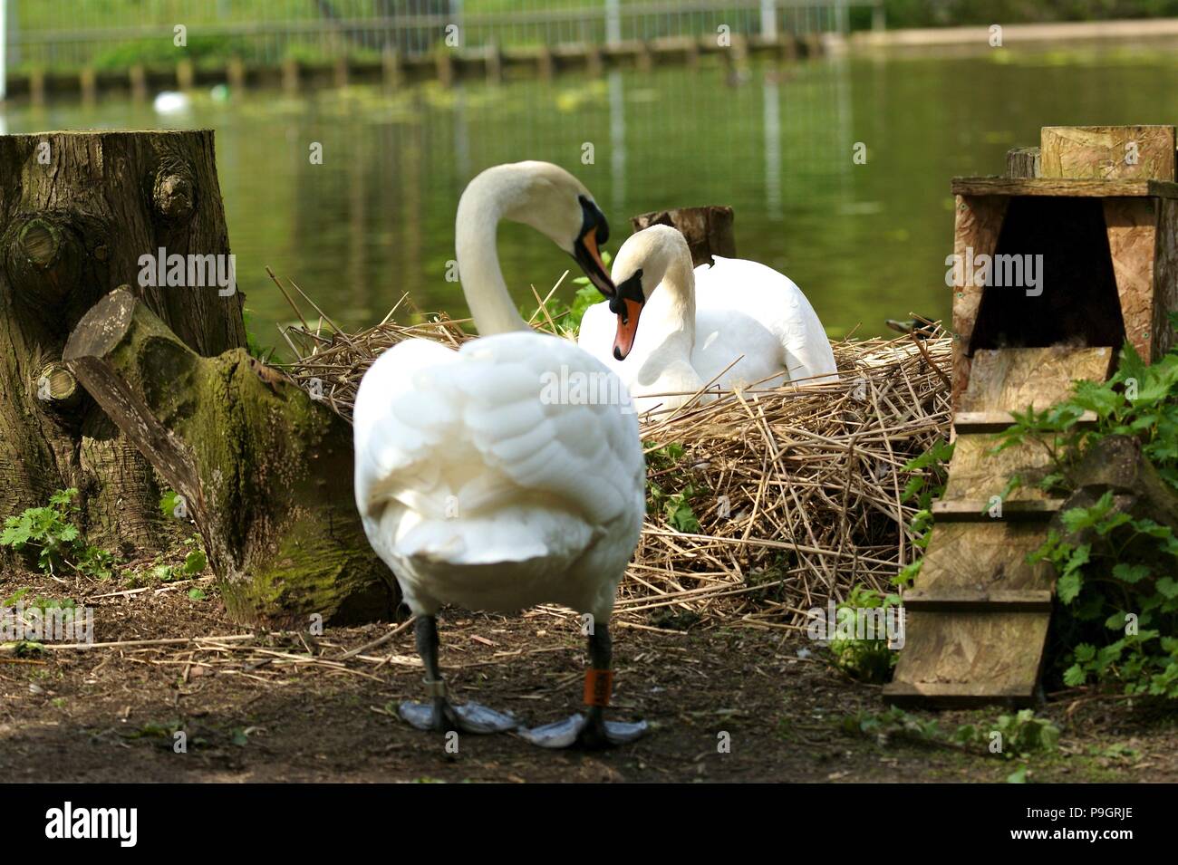 Swan nesting lake park stroud hi-res stock photography and images - Alamy
