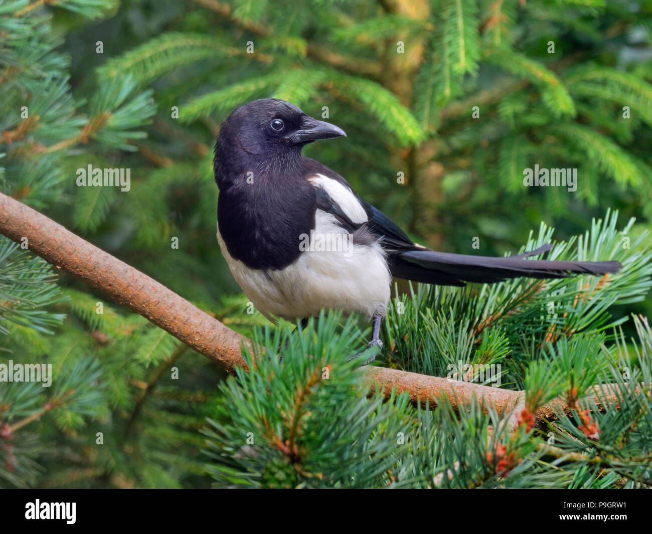 Long tail magpies hi-res stock photography and images - Alamy