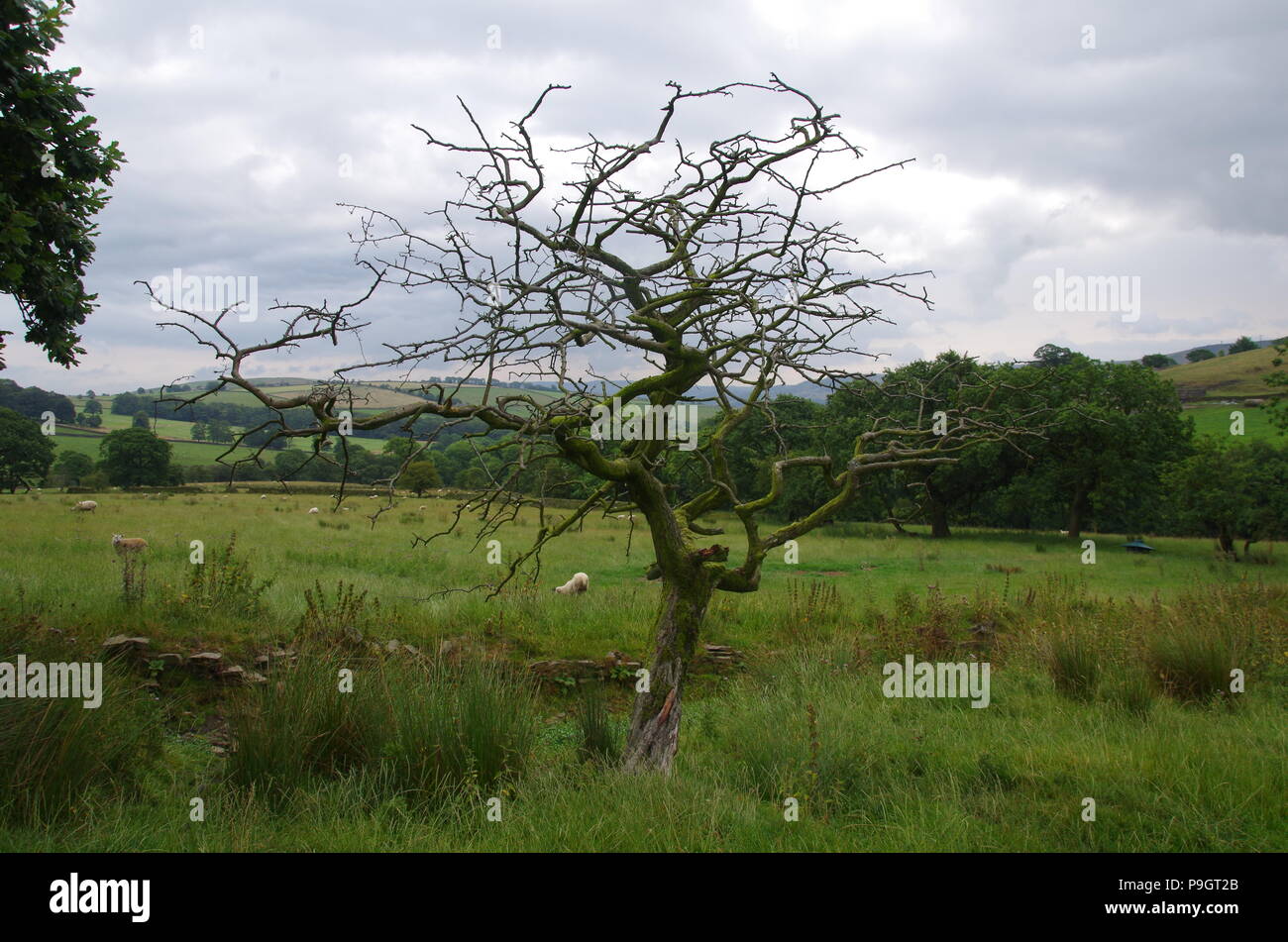 dead tree. John o' groats (Duncansby head) to lands end. End to end ...