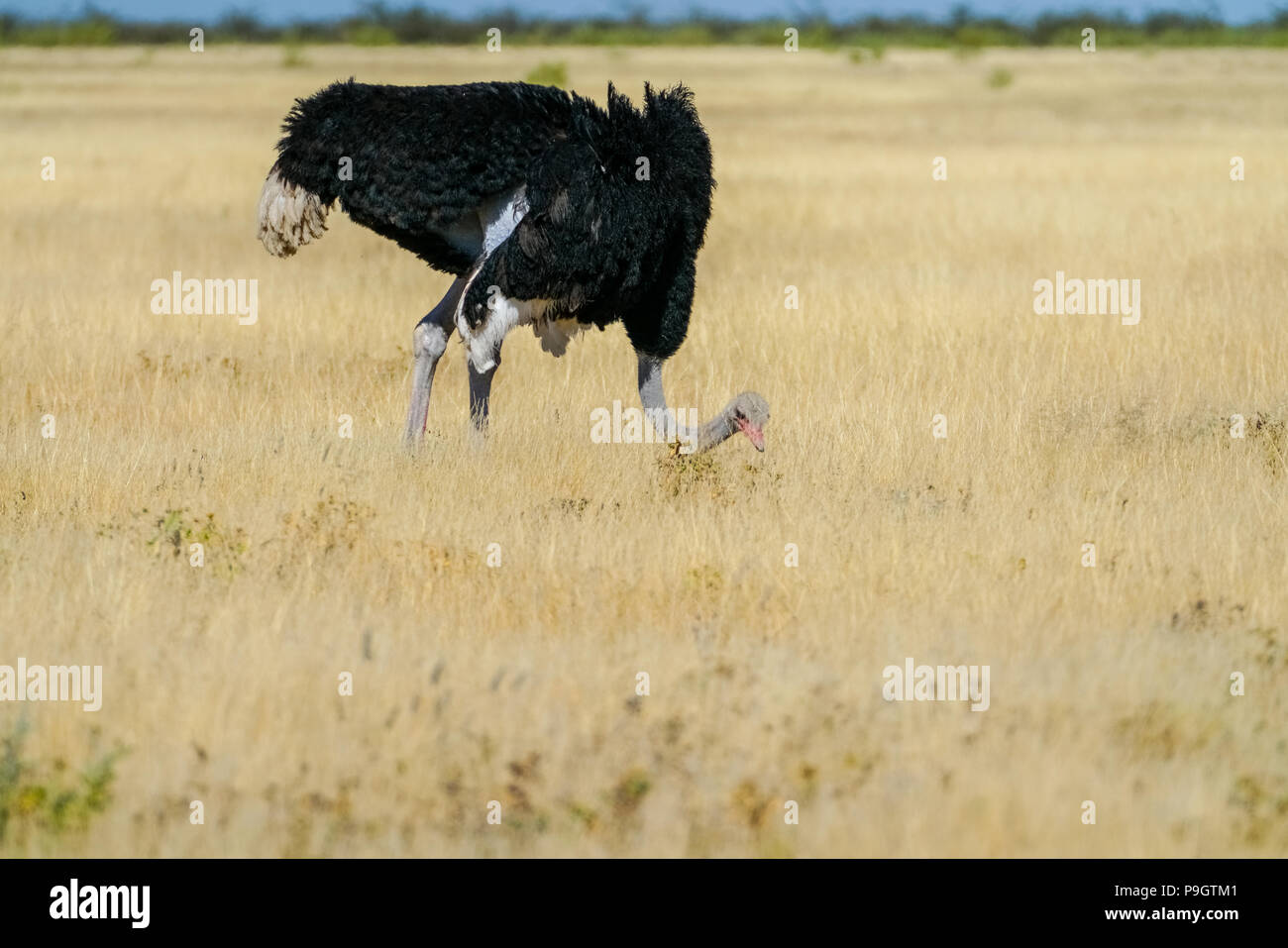 Ostrich neck lowered hi-res stock photography and images - Alamy