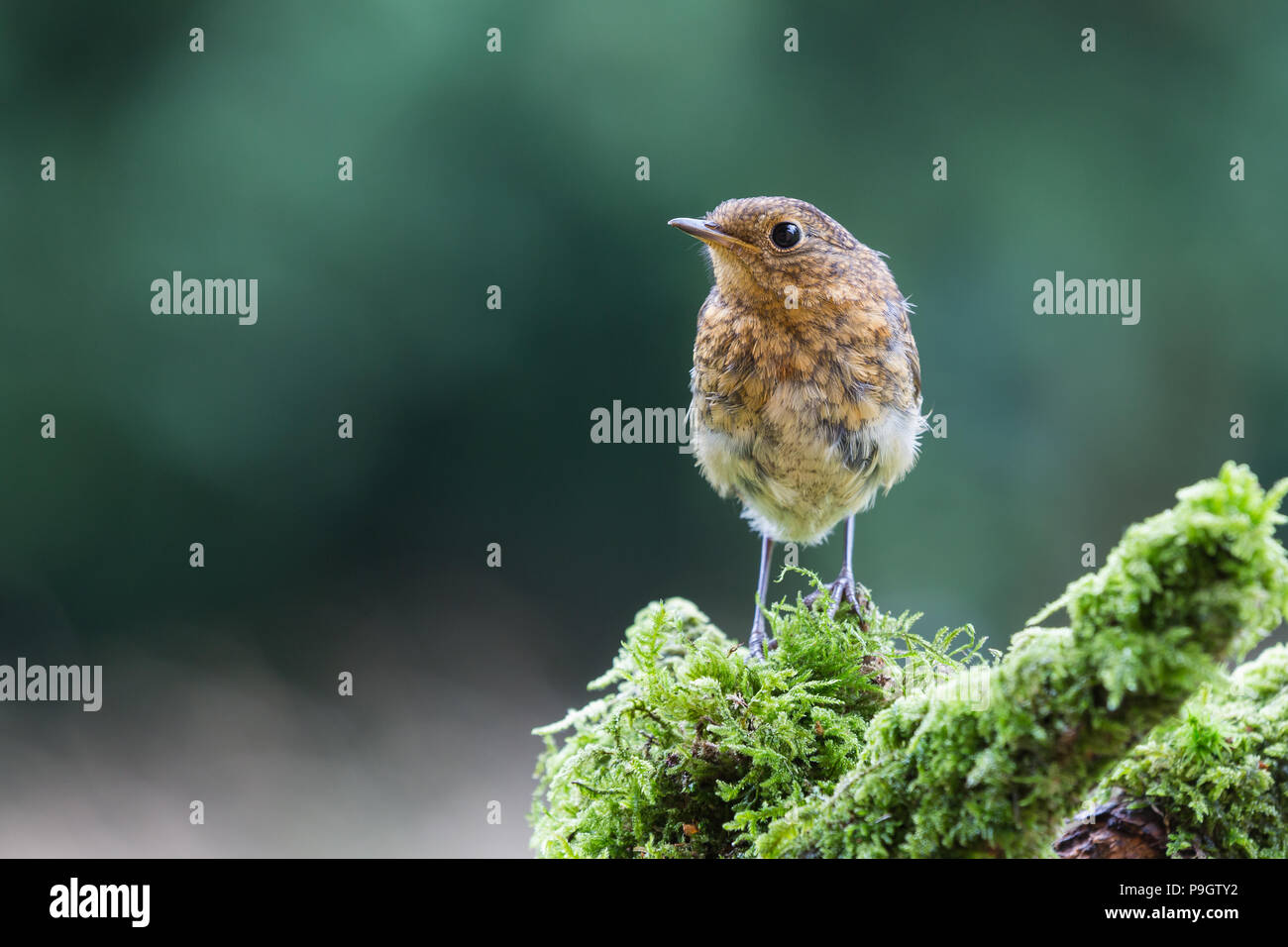 British bird robin hi-res stock photography and images - Alamy