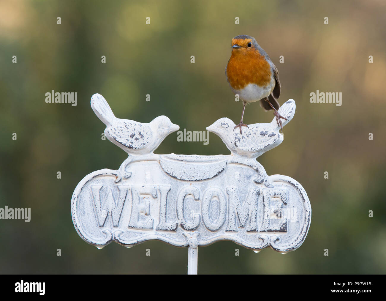Robin [ Erithacus rubecula ] on metal garden sign "welcome Stock Photo ...