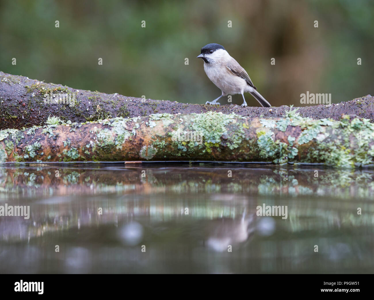 Marsh Tit [ Poecile palustris ] on log at reflection pool with ...