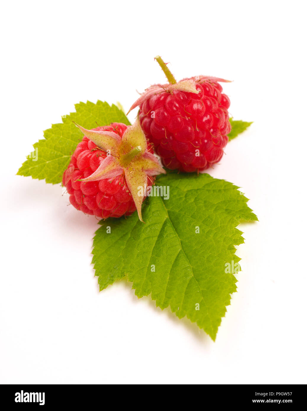 Two ripe organic raspberries with a leaf on a white studio background ...