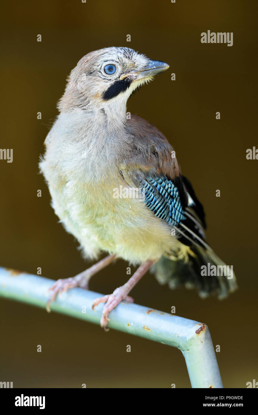 A young Jay bird Stock Photo - Alamy