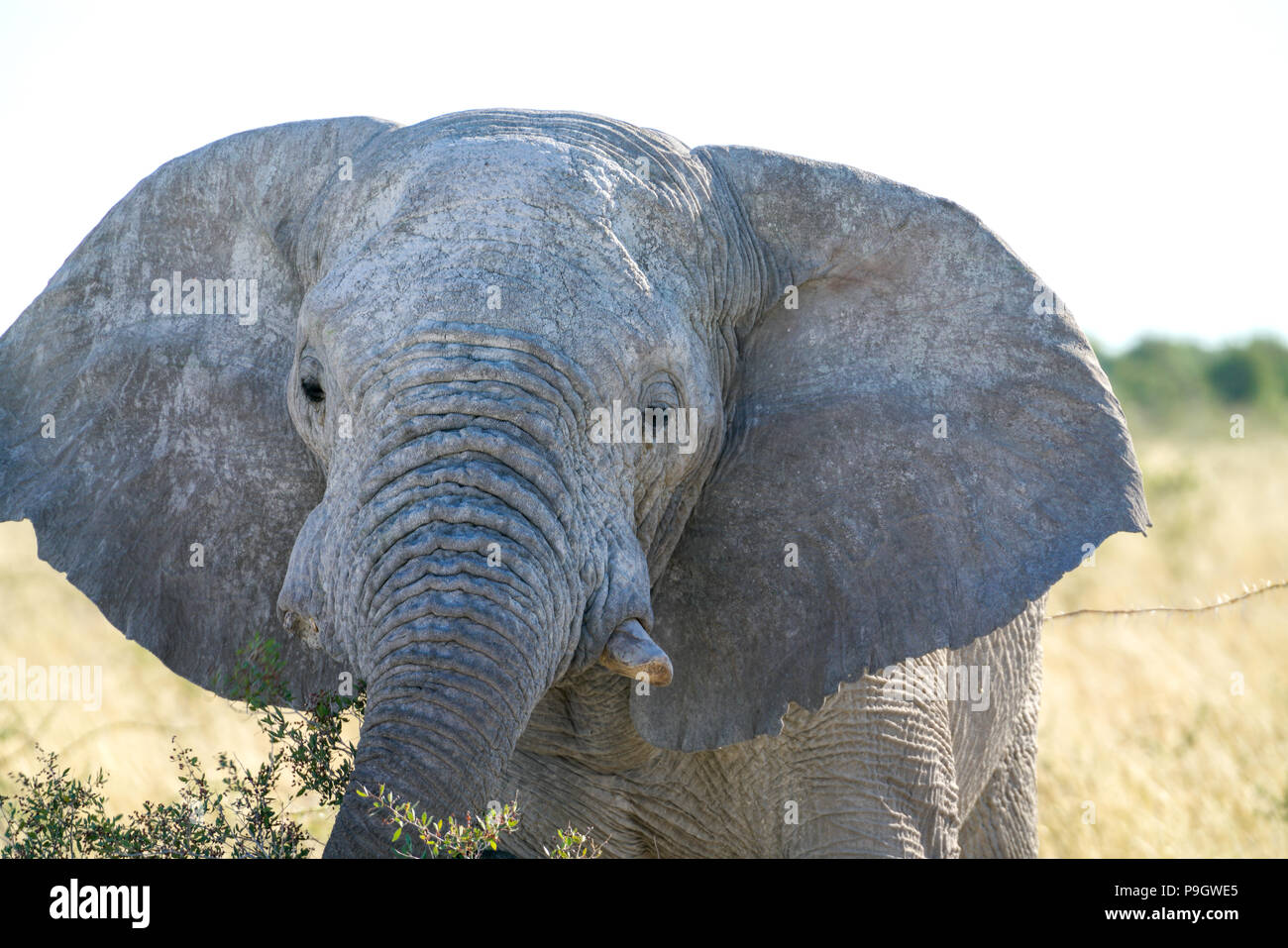 Elephant and wide ears hi-res stock photography and images - Alamy
