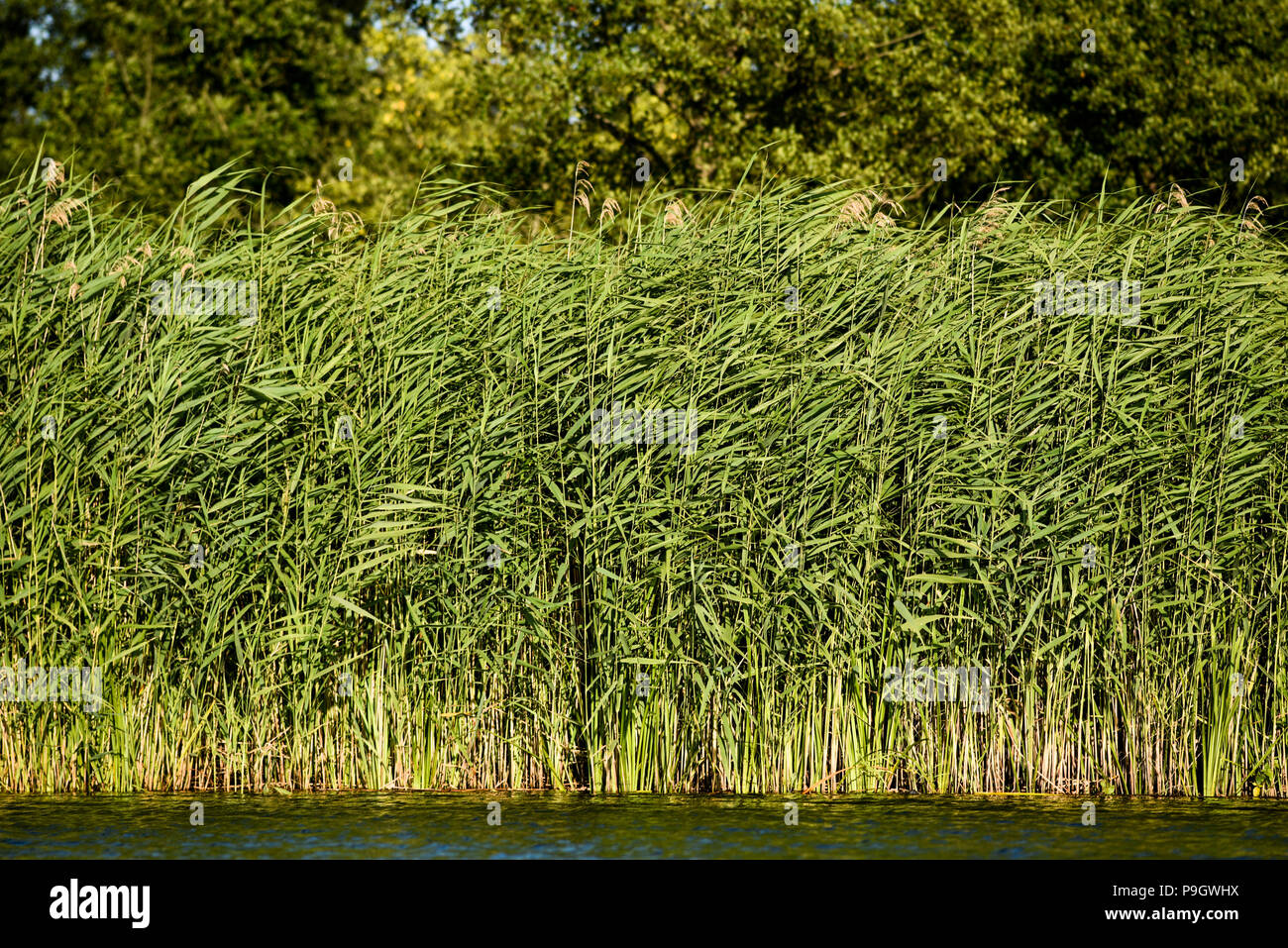 Reed growing on the river, summer in Poland Stock Photo - Alamy