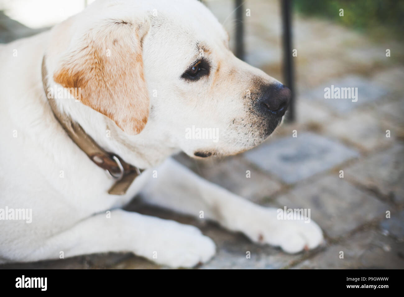 Sad labrador dog hi-res stock photography and images - Alamy
