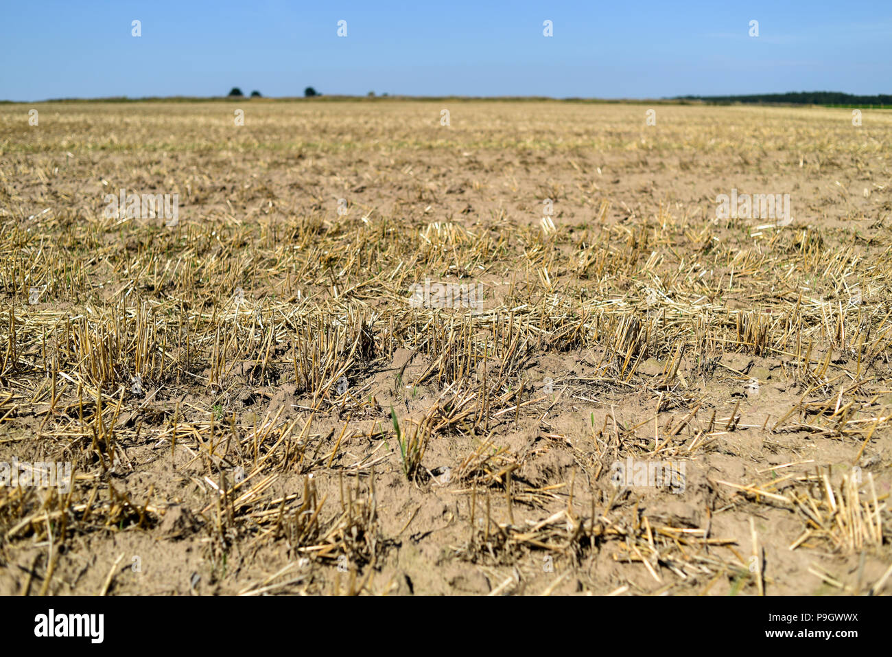The effects of drought, dried field in the summer Stock Photo - Alamy