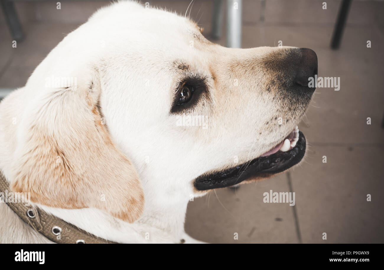 Labrador dog profile portrait head hi-res stock photography and images ...